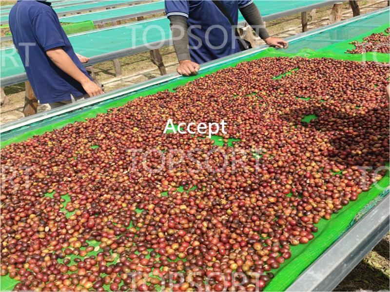 CCD Coffee Beans Belt Color Sorter Olive Sorting Machine Manufacturer ...