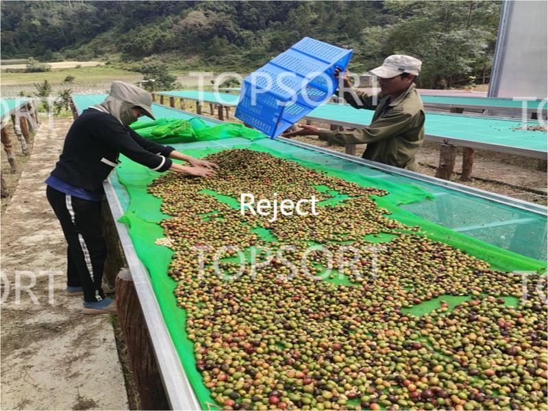 CCD Coffee Beans Belt Color Sorter Olive Sorting Machine Manufacturer ...